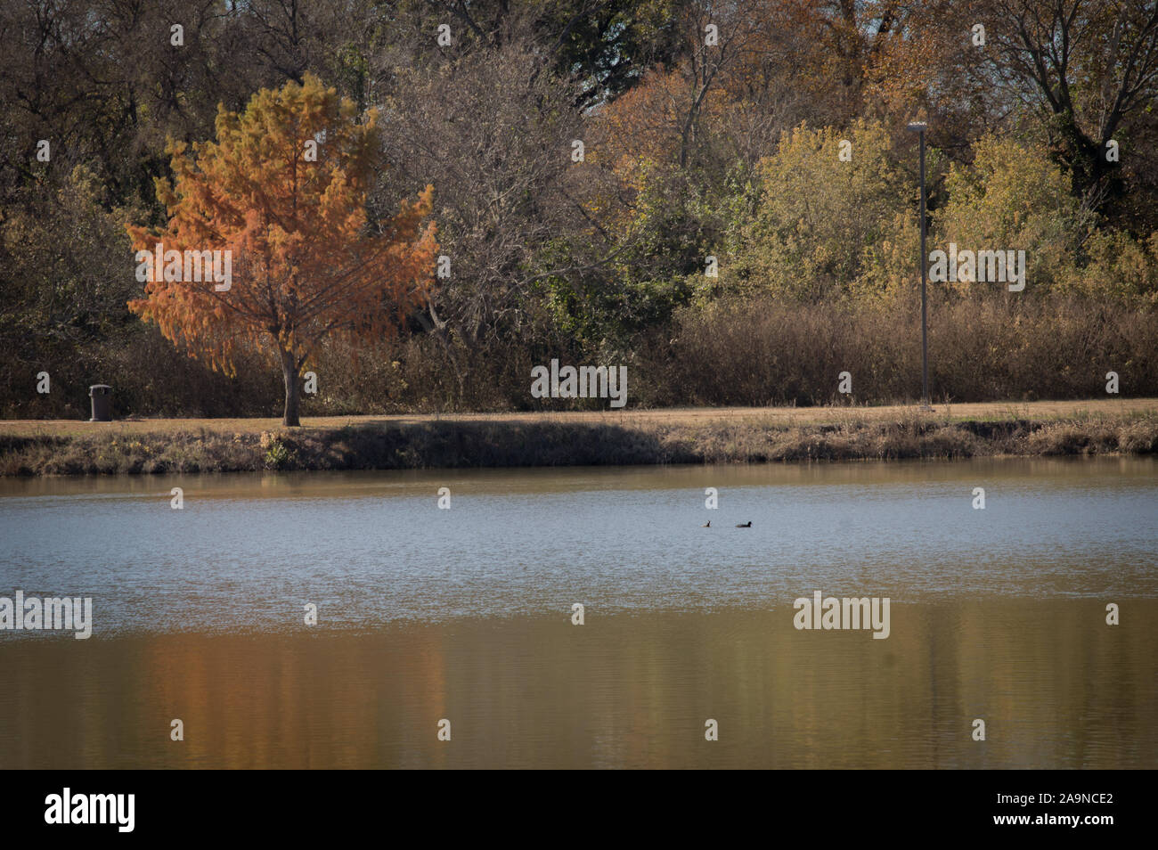 colors of fall in a park some where in north Texas Stock Photo - Alamy