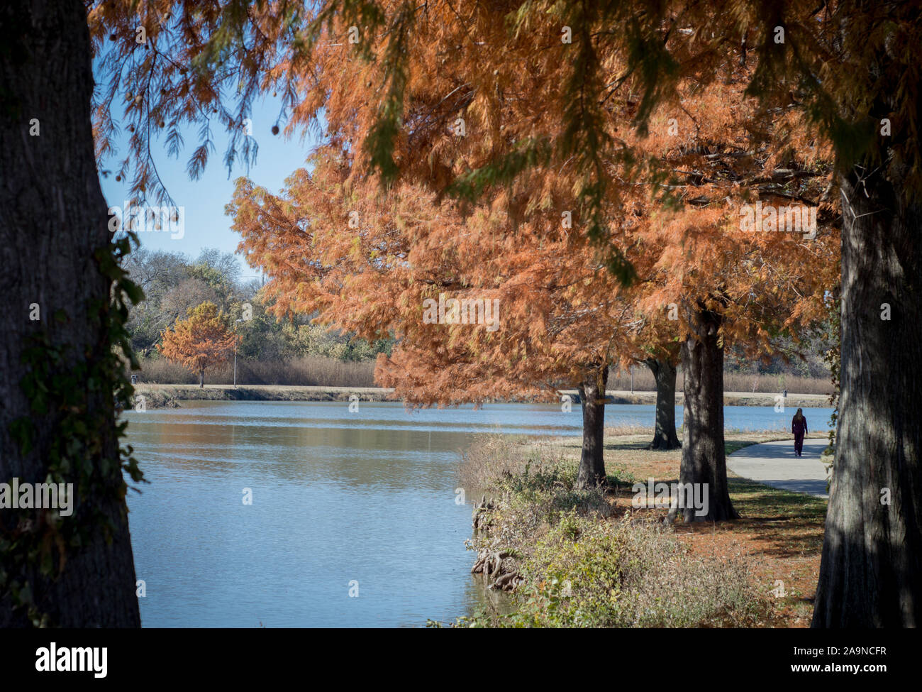 colors of fall some where in the park of north Texas Stock Photo - Alamy