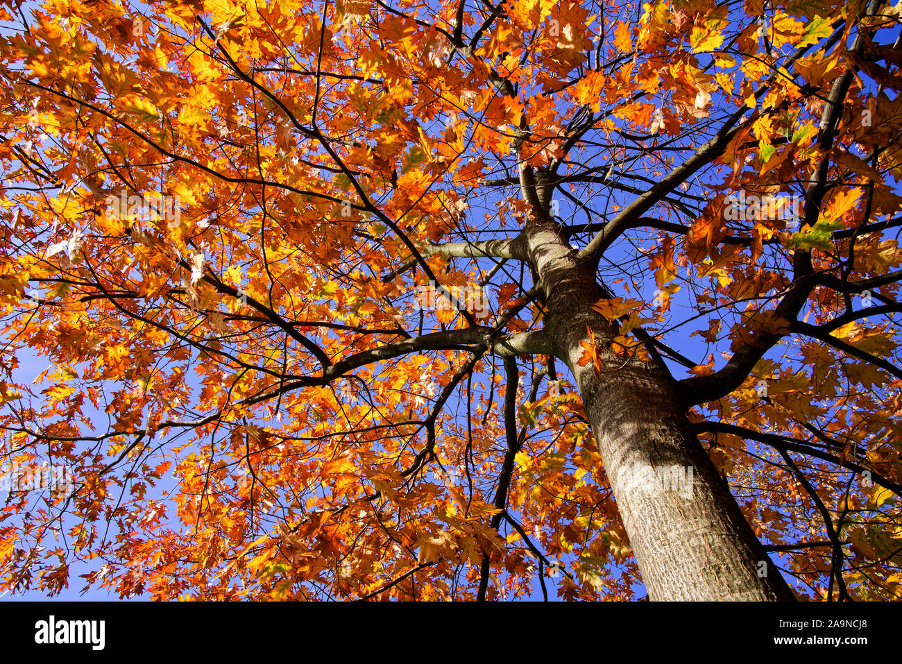 Leaves falling from tree branches hi-res stock photography and images ...