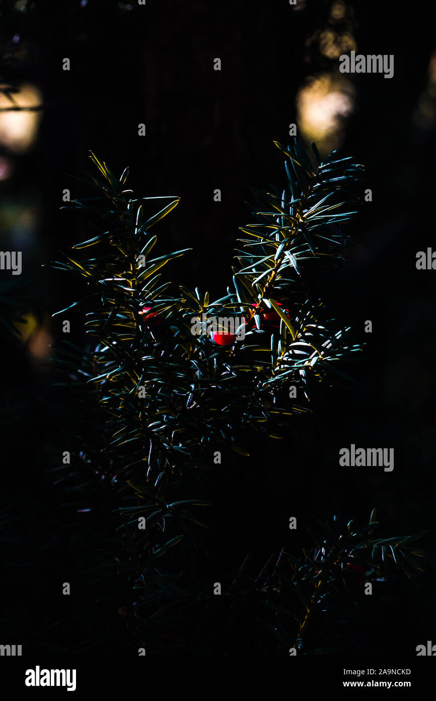 Berries on Pine tree Stock Photo - Alamy