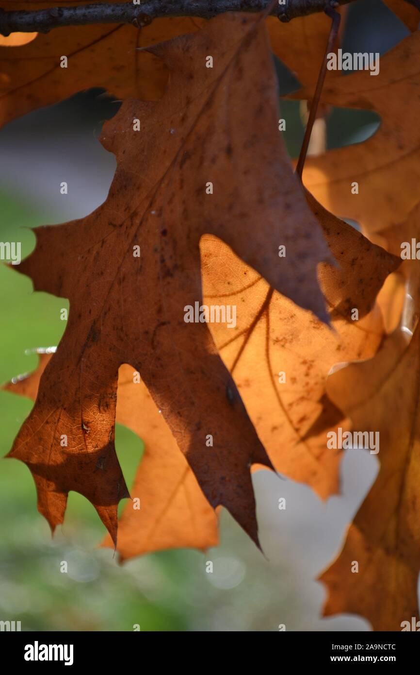 Golden brown oak trees in the fall Stock Photo - Alamy