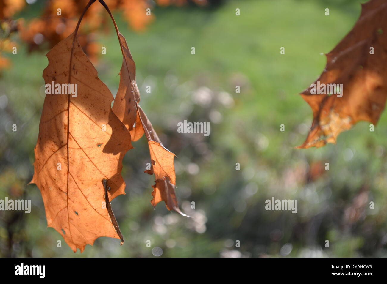 Golden brown oak trees in the fall Stock Photo - Alamy