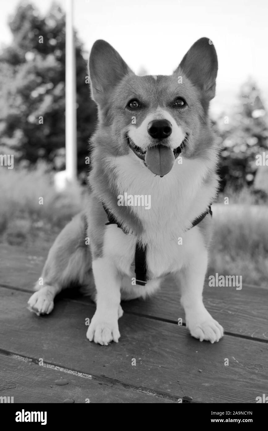Welsh corgi dog Black and White Stock Photos & Images - Alamy