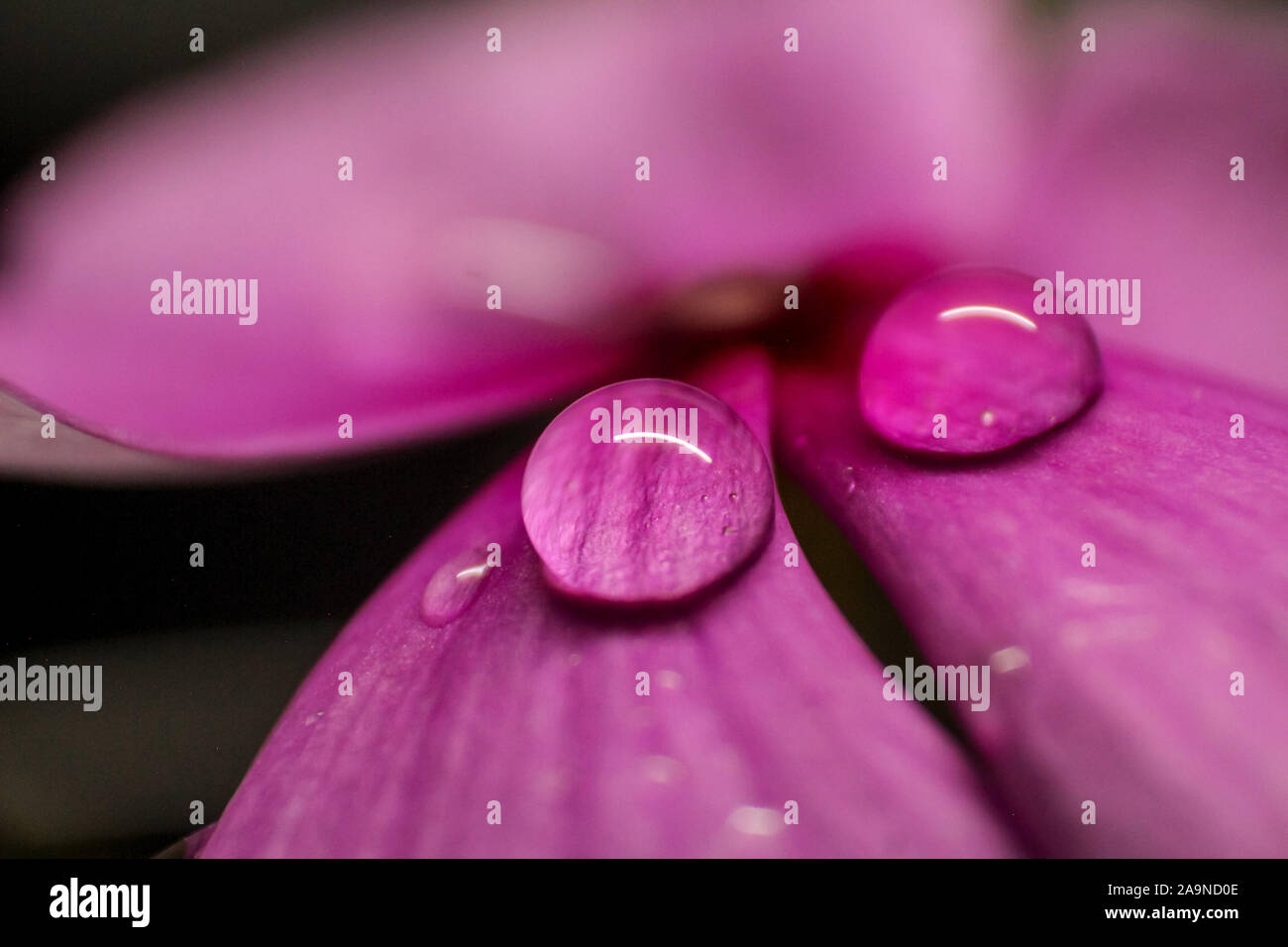 Beautiful water drops on the top of pink flower Stock Photo - Alamy
