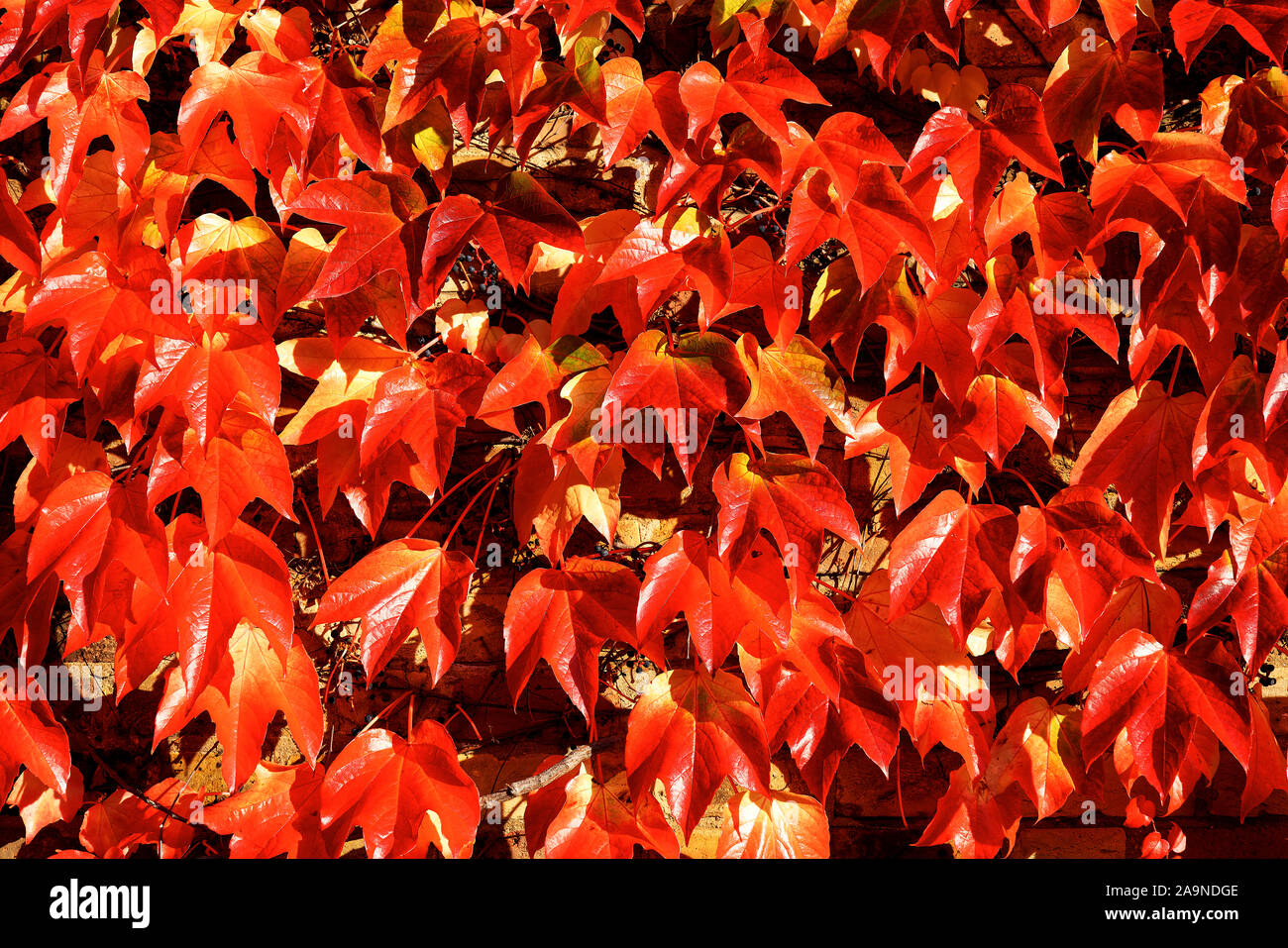 November leaves hi-res stock photography and images - Alamy