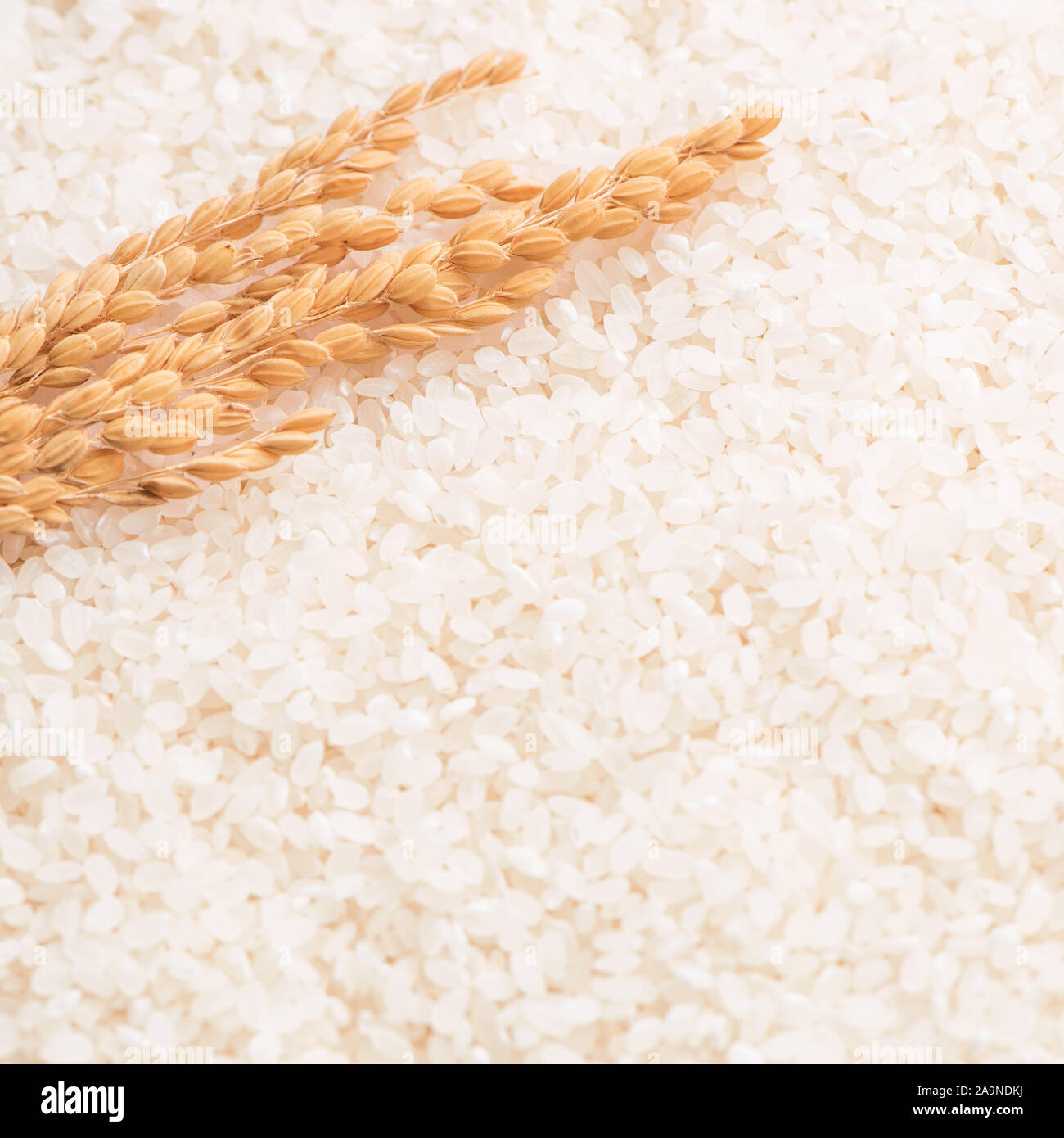 Raw white polished milled edible rice crop on white background in brown ...