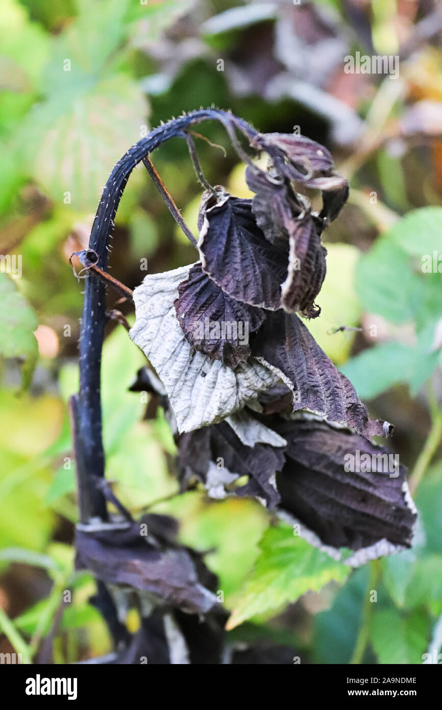 The crooked raspberry cane infected with blight Stock Photo - Alamy