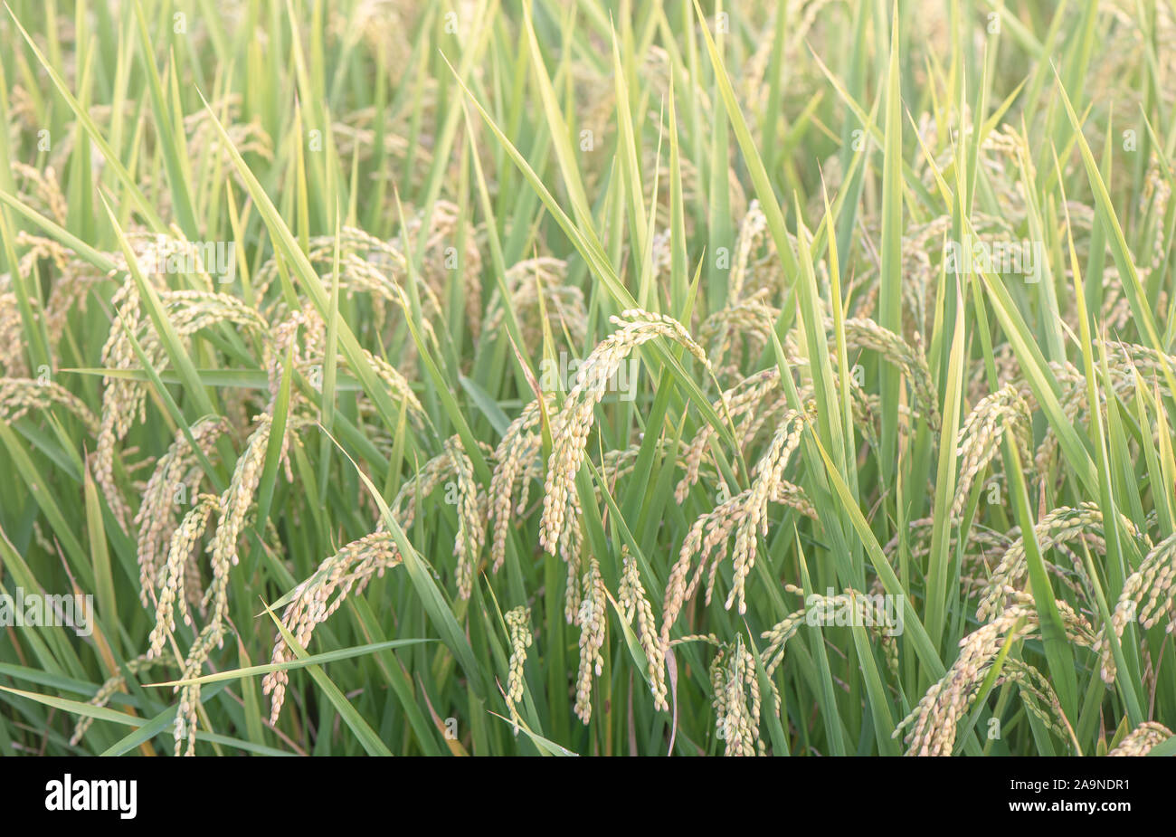 Yellow paddy field swaying over sunset day time in Asia. Raw short ...