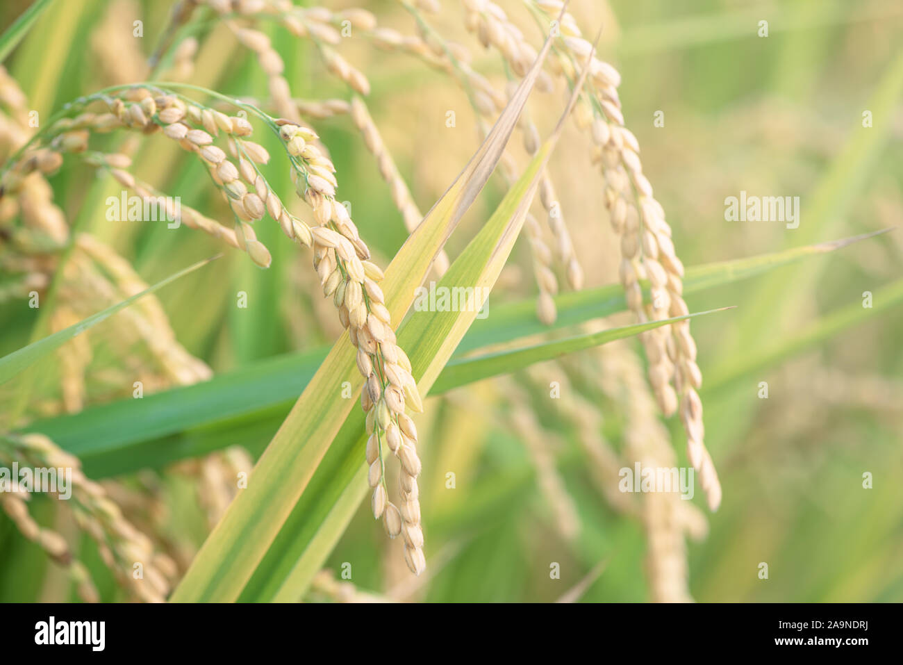 Yellow paddy field swaying over sunset day time in Asia. Raw short ...