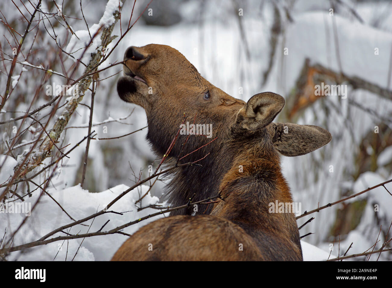 Willow ow hi-res stock photography and images - Alamy