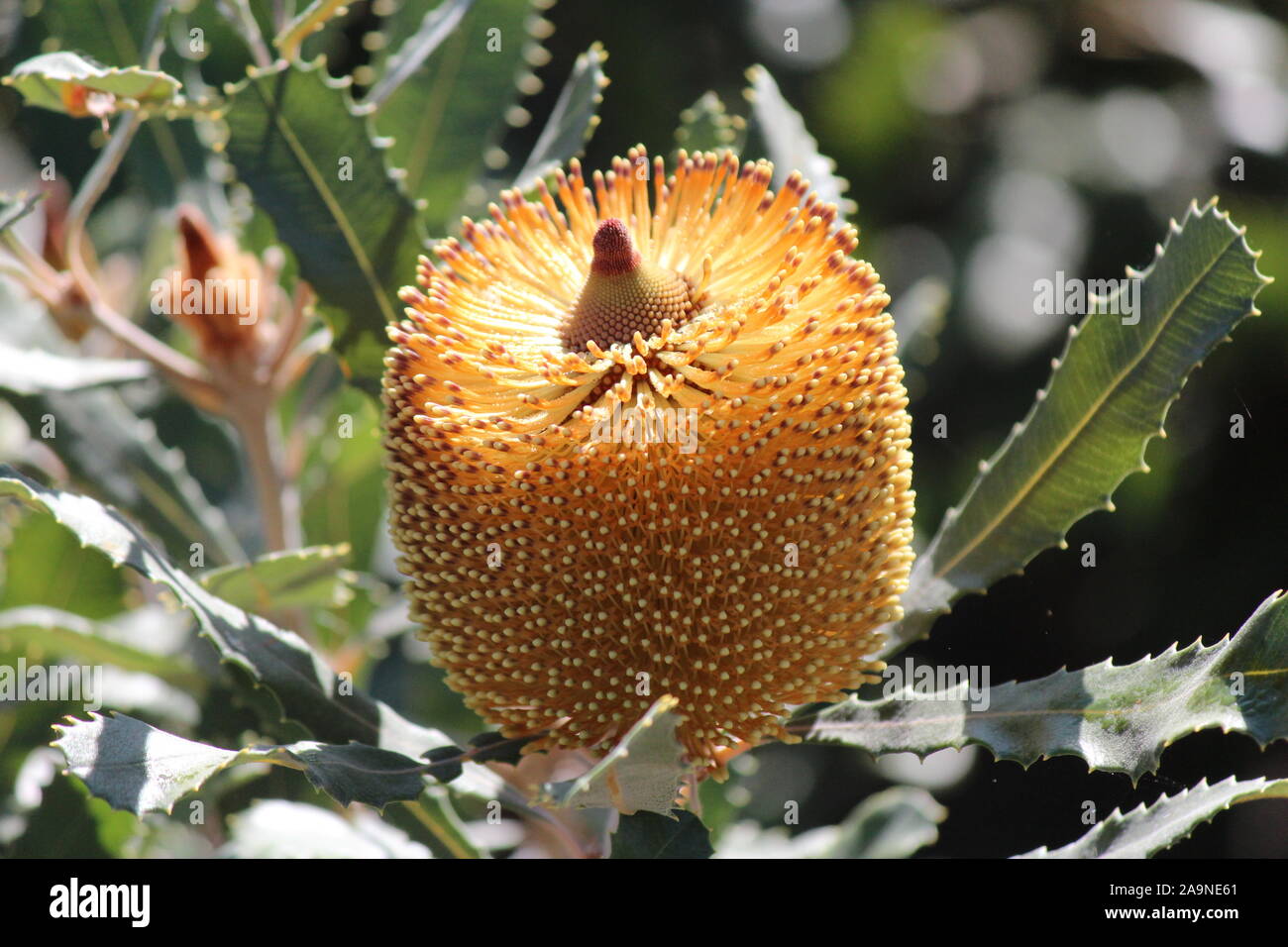 Decorative common yellow banksia species proteacea genus growing in ...