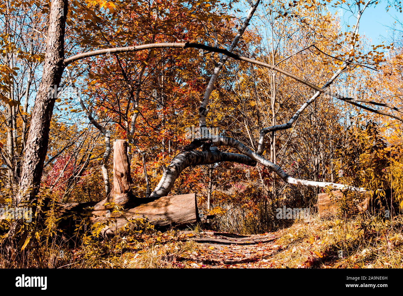 High Park Woodlands Stock Photo - Alamy