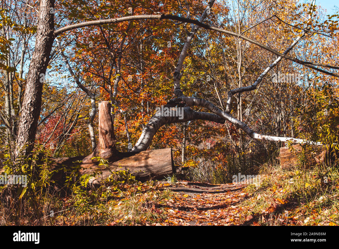Orange red woodlands hi-res stock photography and images - Alamy