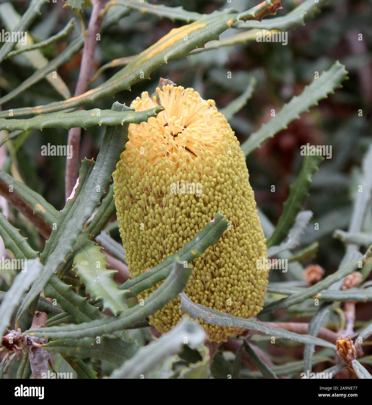 Decorative common yellow banksia species proteacea genus growing in ...