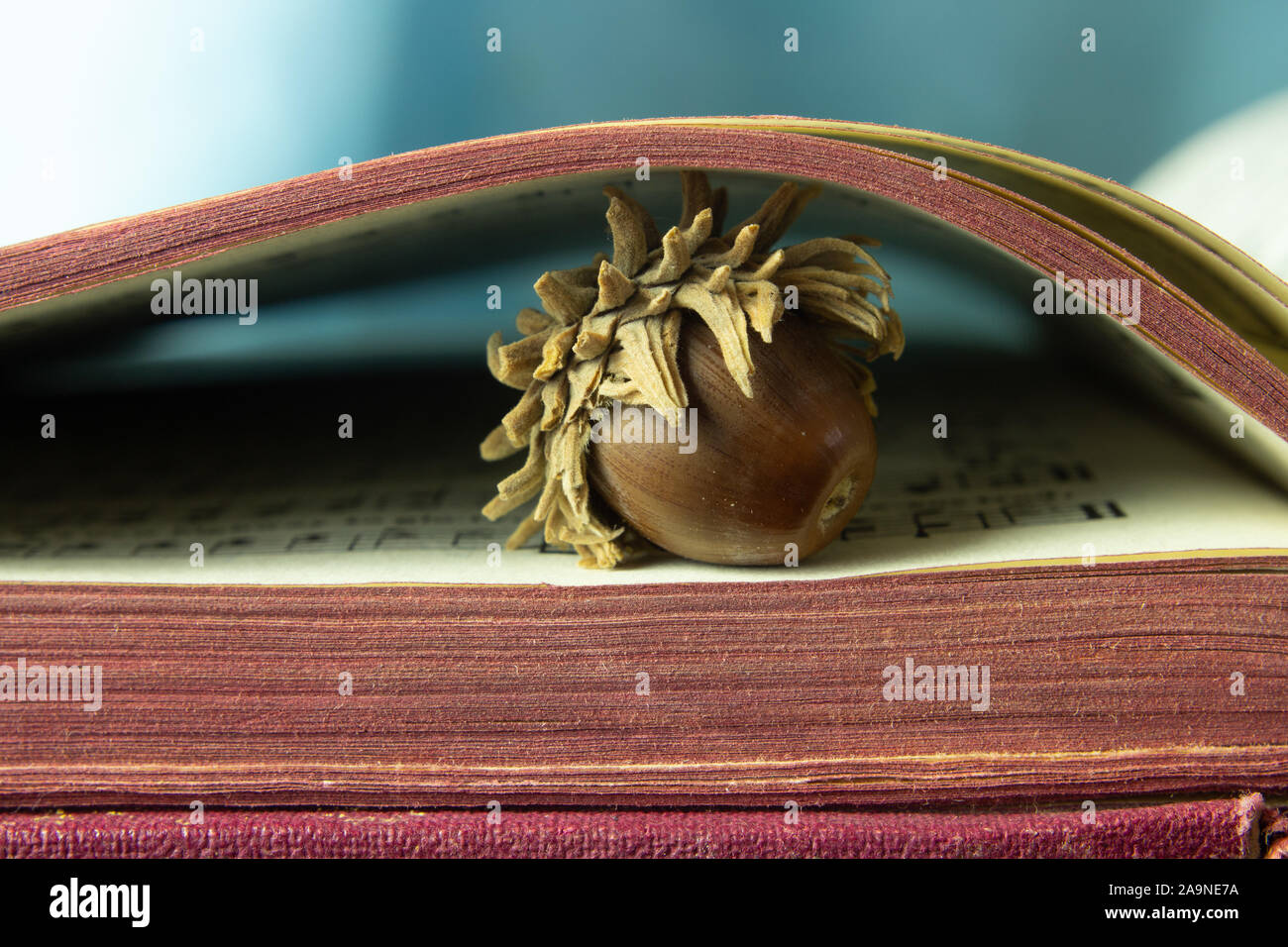 An acorn in a hymnal Stock Photo - Alamy