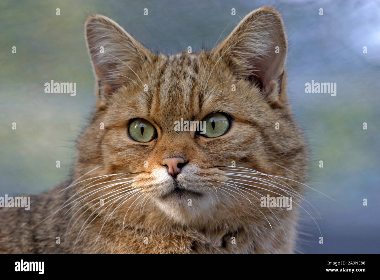 Head of an beautiful European Wildcat alert, portrait, closeup ( Felis ...