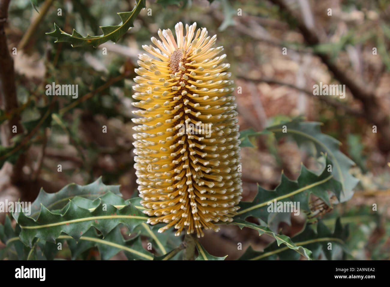 Decorative common yellow banksia species proteacea genus growing in ...