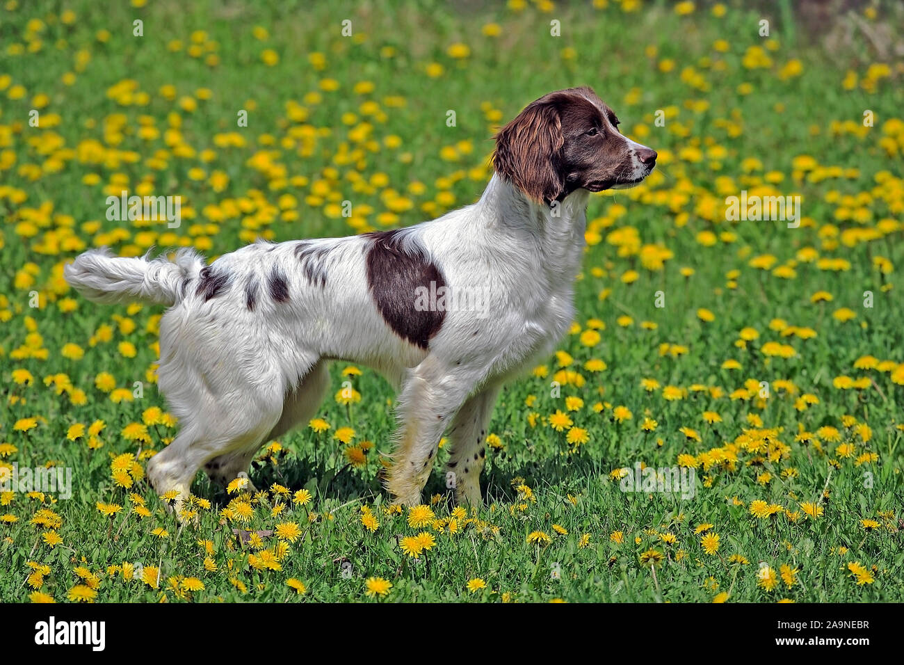 English Springer Spaniel standing in meadow of spring flowers,alert ...