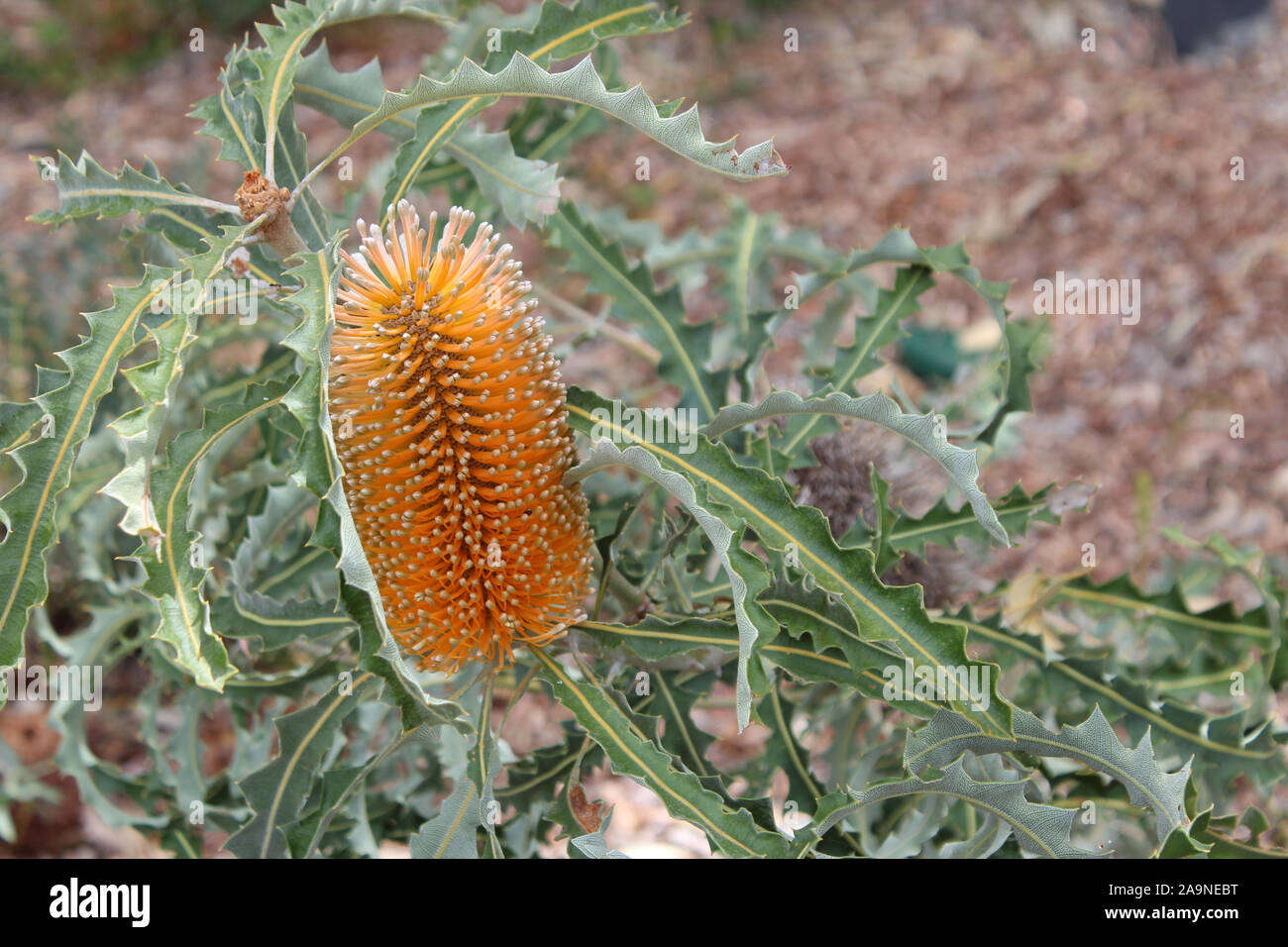 Decorative common yellow banksia species proteacea genus growing in ...