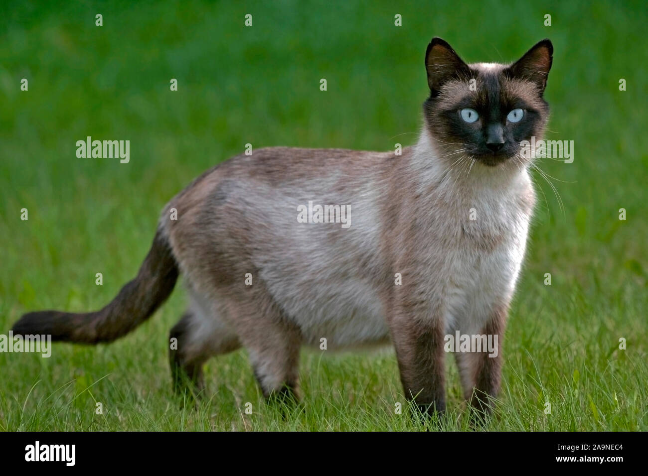 Beautiful Siamese Cat