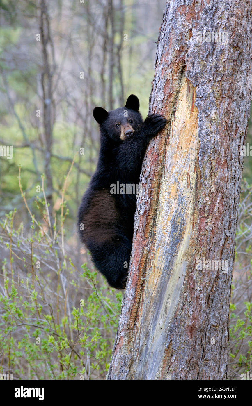 Cute Black Bear Cub in early spring, climbing a big spruce tree Stock ...