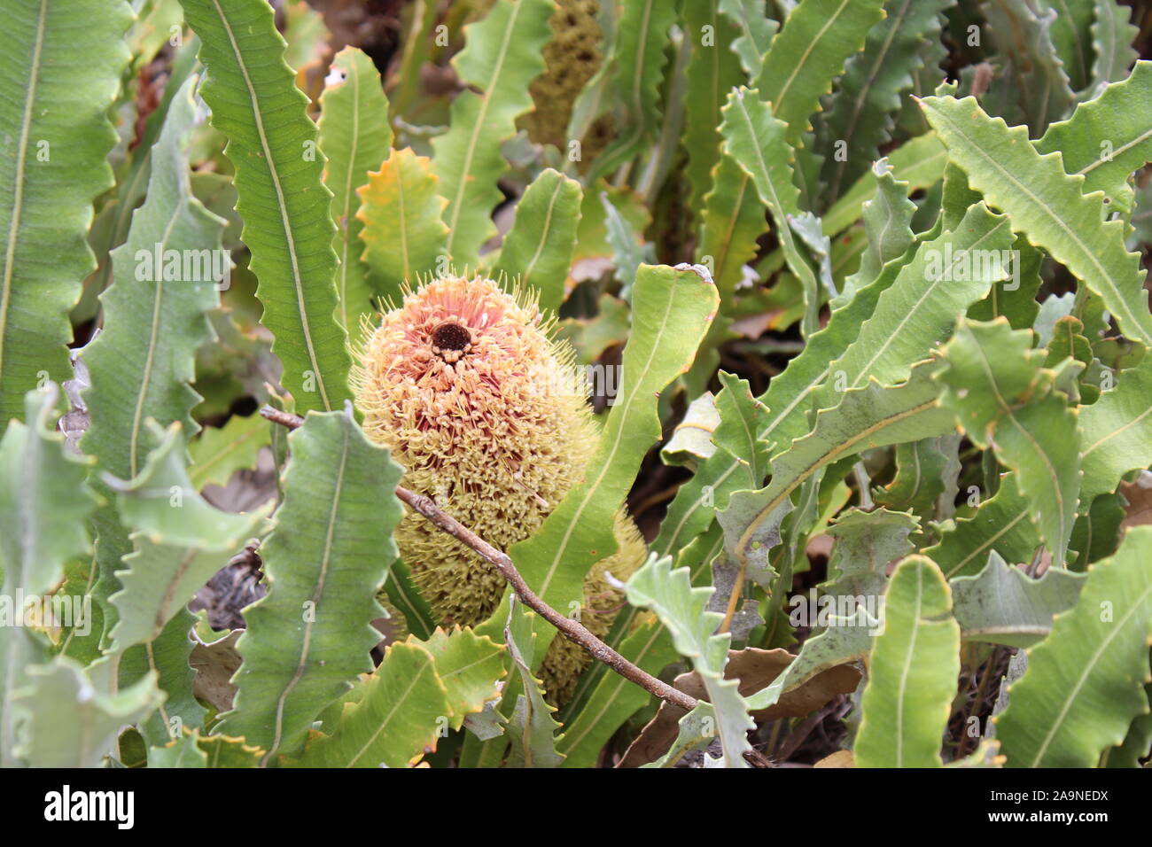 Decorative common yellow banksia species proteacea genus growing in ...