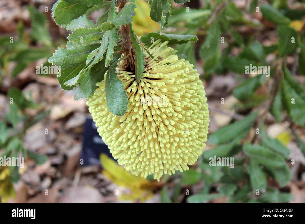 Decorative common yellow banksia species proteacea genus growing in ...