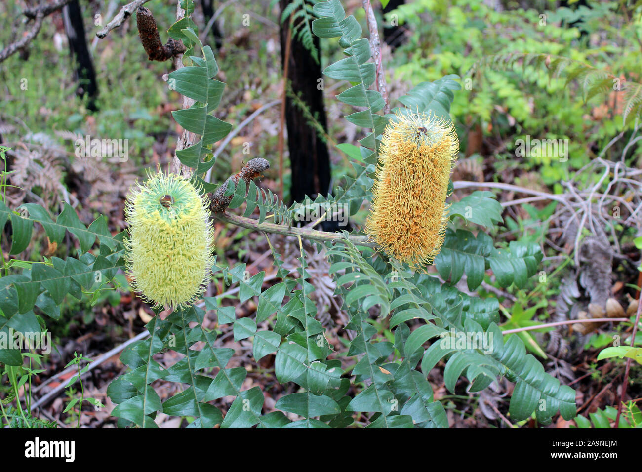 Banksia Cone High Resolution Stock Photography and Images - Alamy