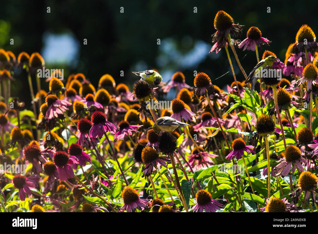 Yellow Bird eating seeds out of plant Stock Photo - Alamy