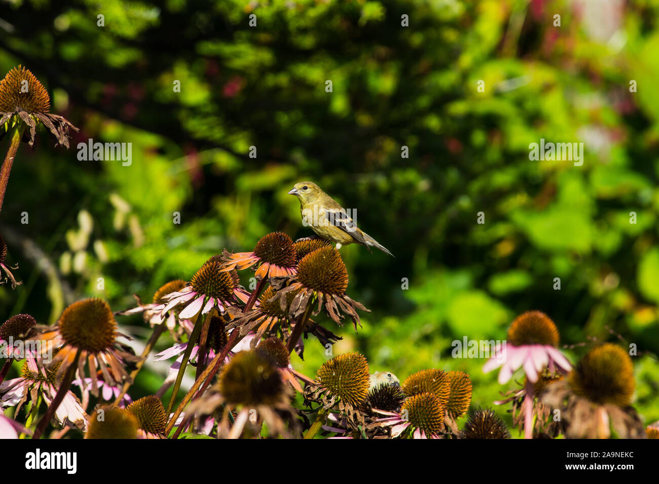 Yellow Bird eating seeds out of plant Stock Photo - Alamy