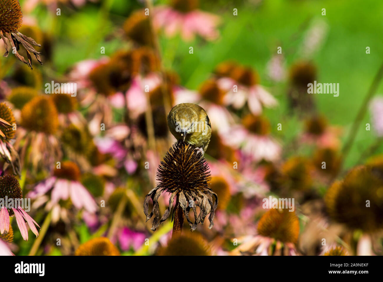 Yellow Bird eating seeds out of plant Stock Photo - Alamy