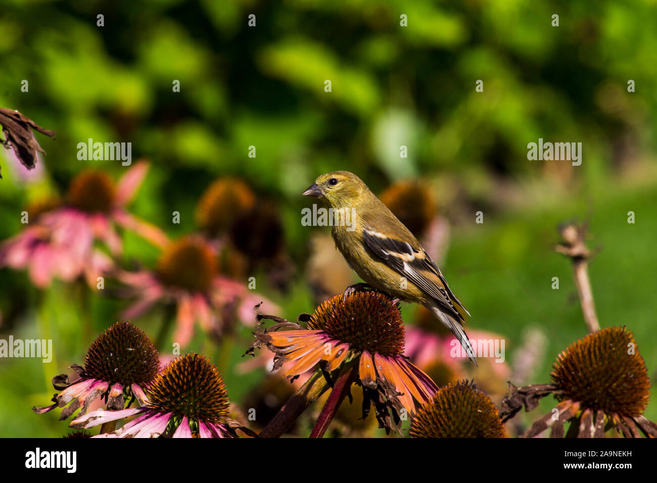 Yellow Bird eating seeds out of plant Stock Photo - Alamy