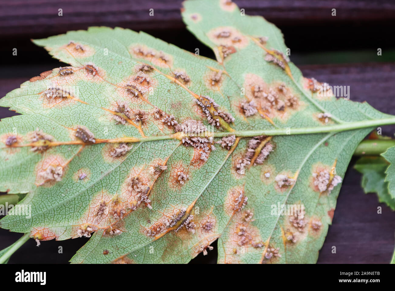 The underside of leaves infected with juniper hawthorn rust Stock Photo ...