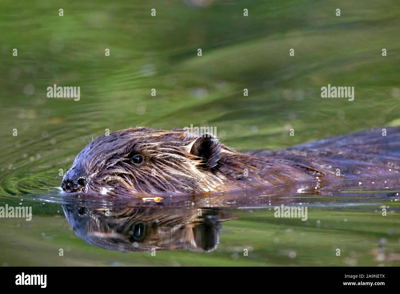 Beaver young water hi-res stock photography and images - Alamy
