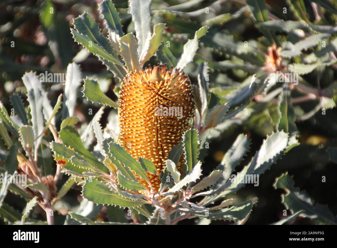 Decorative common yellow banksia species proteacea genus growing in ...