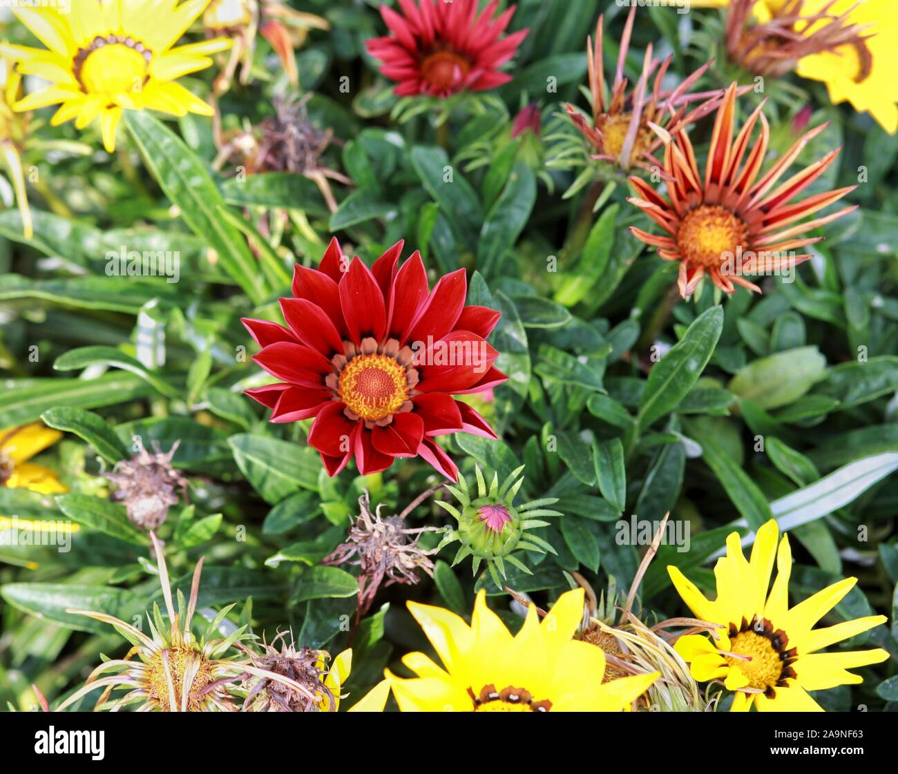 Gazania flowers hi-res stock photography and images - Alamy