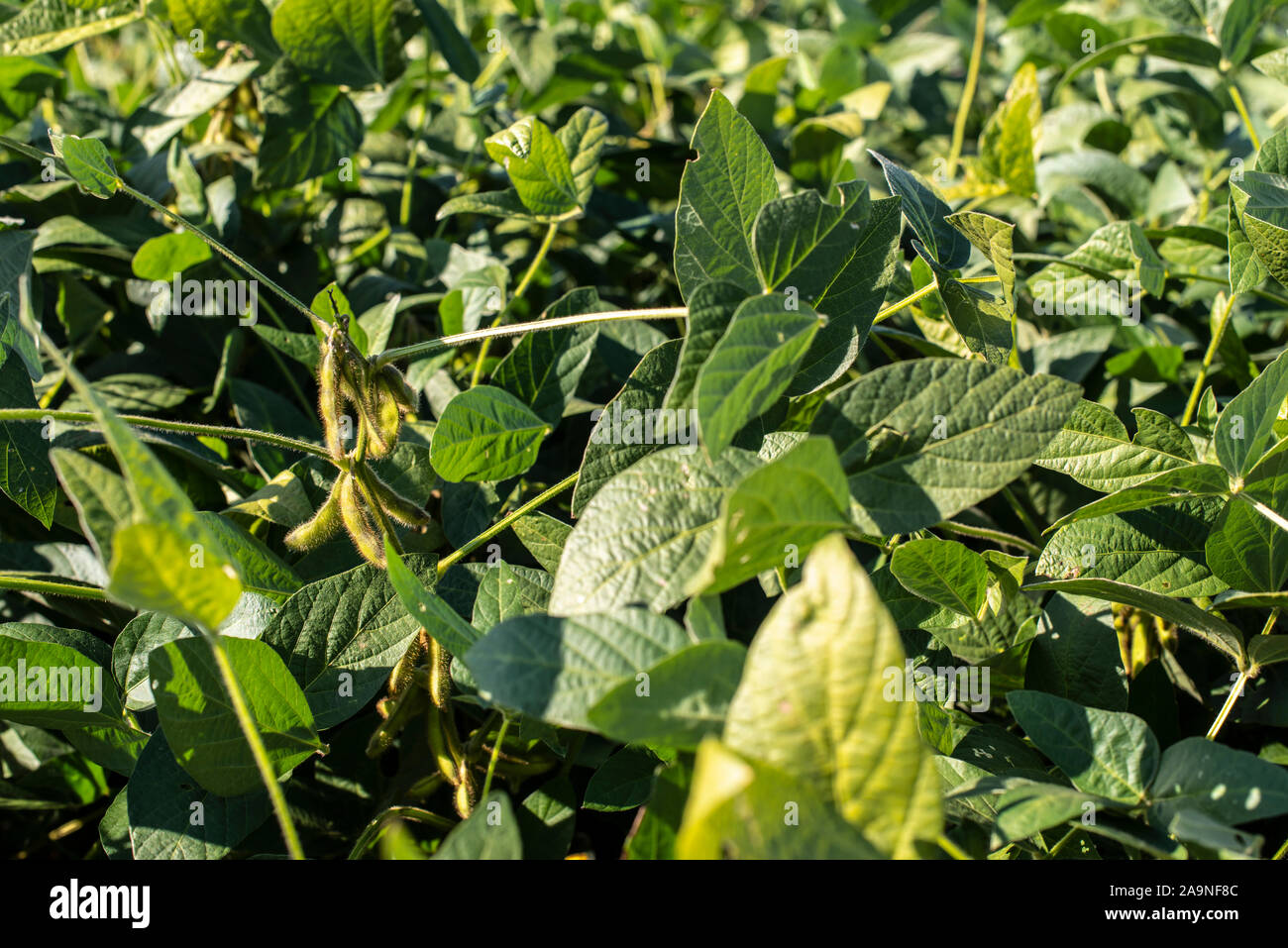 Soya plantation. Italian Soyabean in farm. Growing Legumes. Sunny day ...