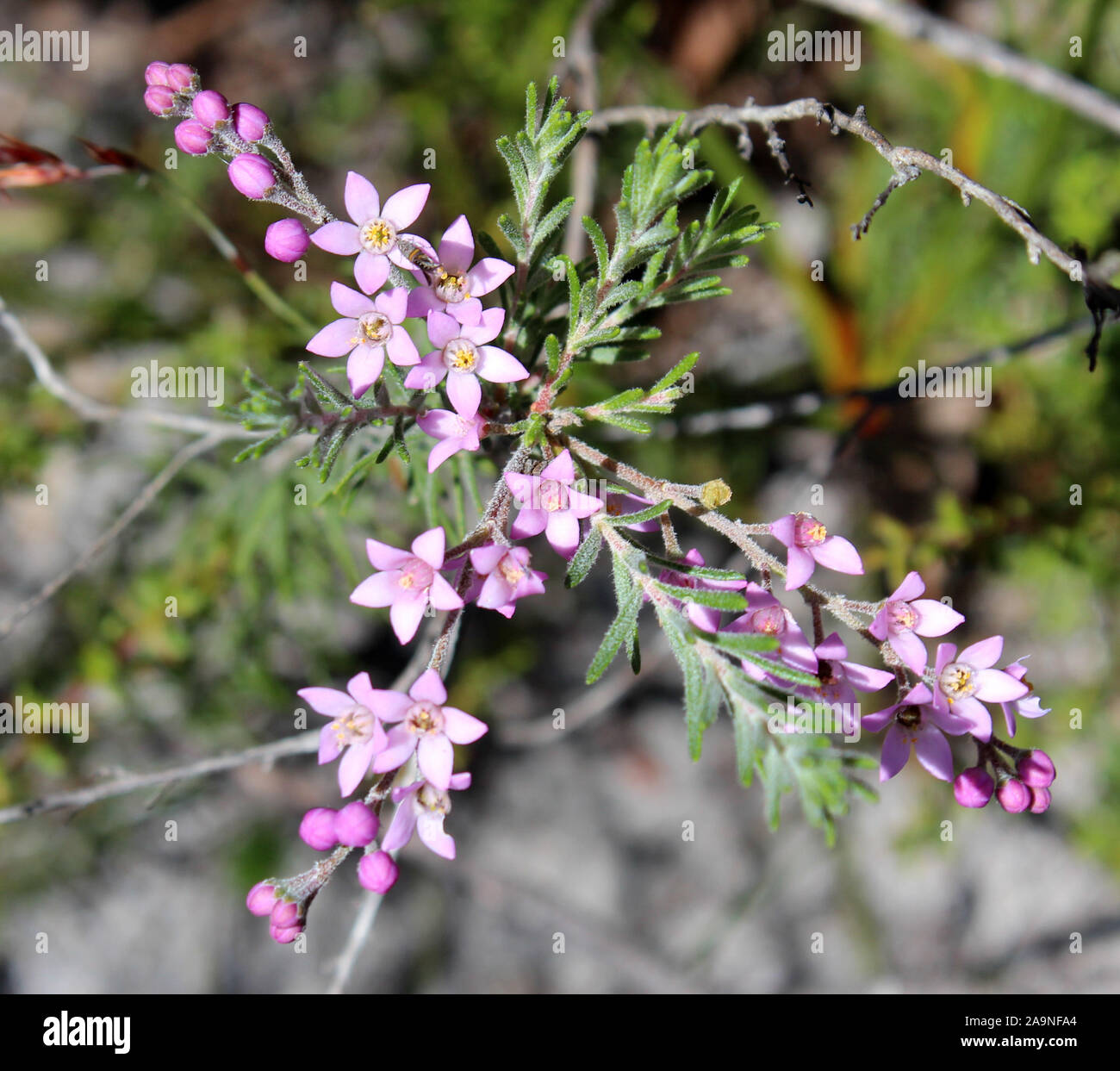 Boronia plant flowers hi-res stock photography and images - Alamy