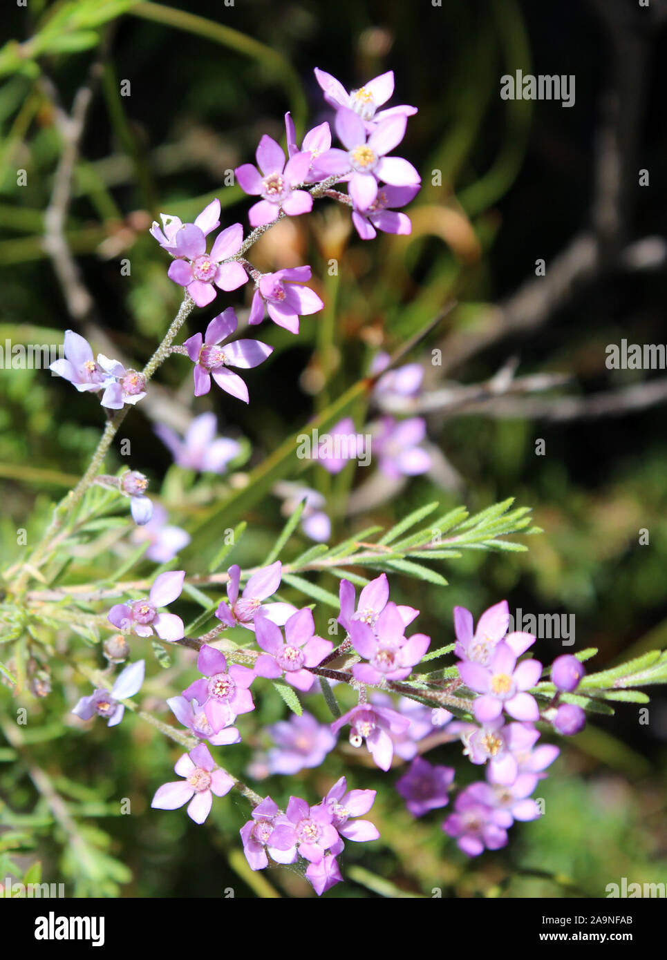 Denticulate leaf hi-res stock photography and images - Alamy