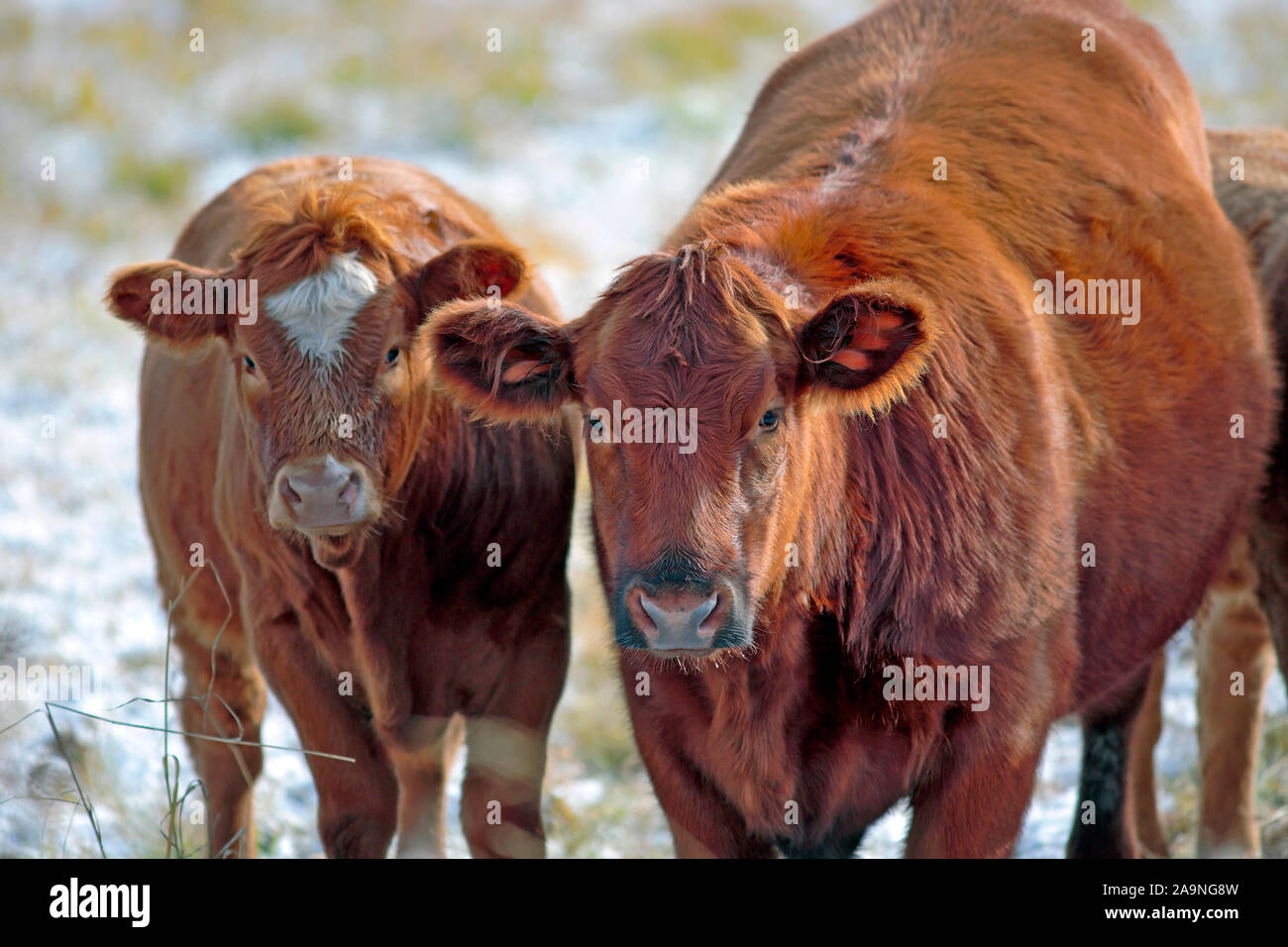 Curious Angus Hereford Cow and Calf at winter pasture, looking up Stock ...