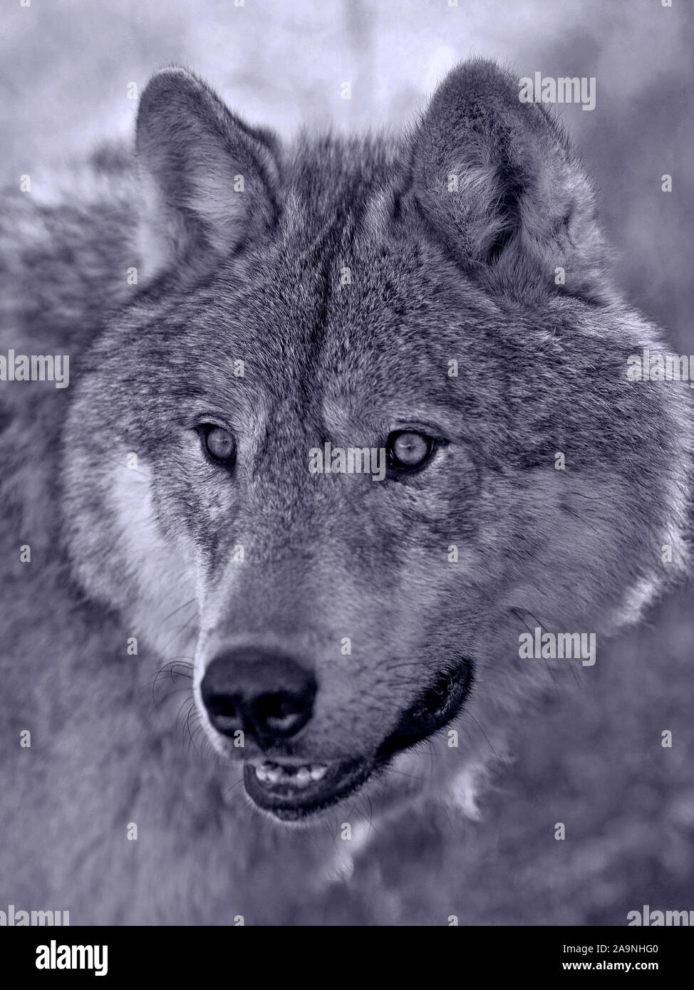 Beautiful alert Timber Wolf portrait, closeup Stock Photo - Alamy