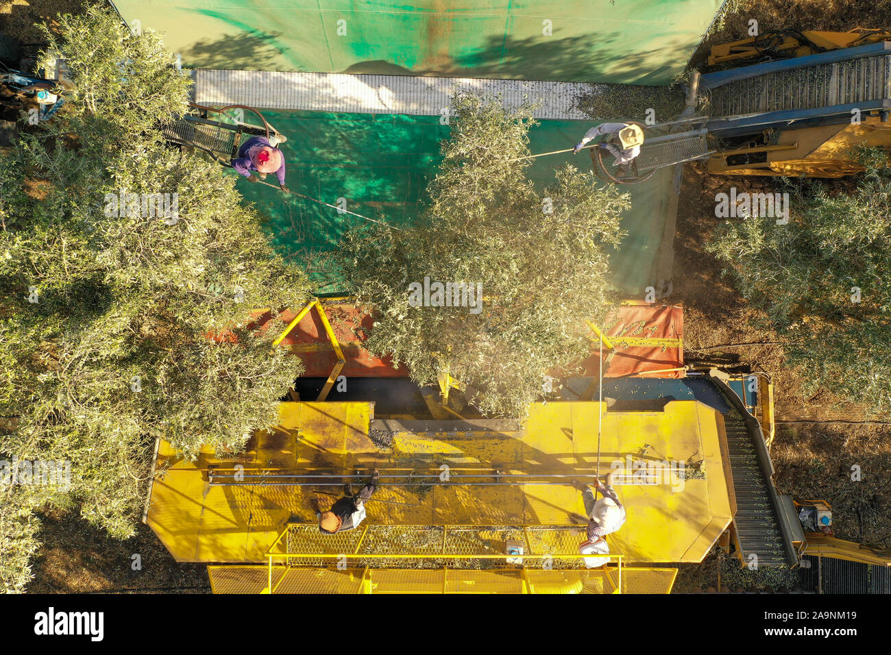 Olive Tree Shaker Harvester operation supported by four Pole beating ...