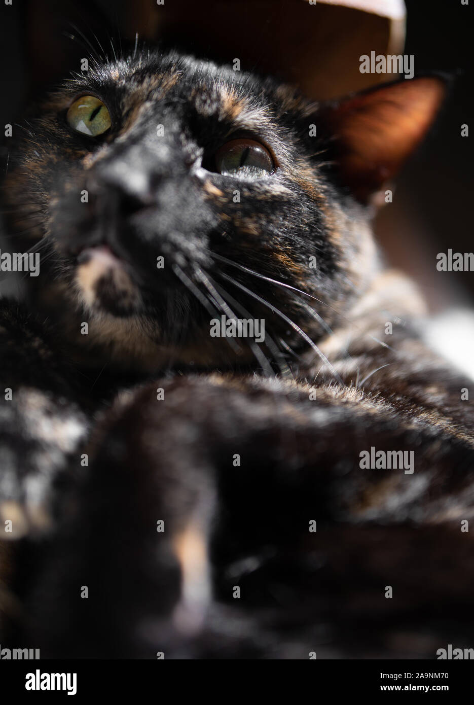 Tortoiseshell tabby cat breed hi-res stock photography and images - Alamy