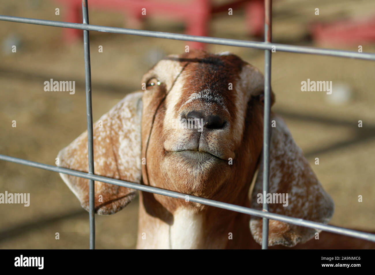 Goat with droopy ears looking through the opening of a fence in West ...