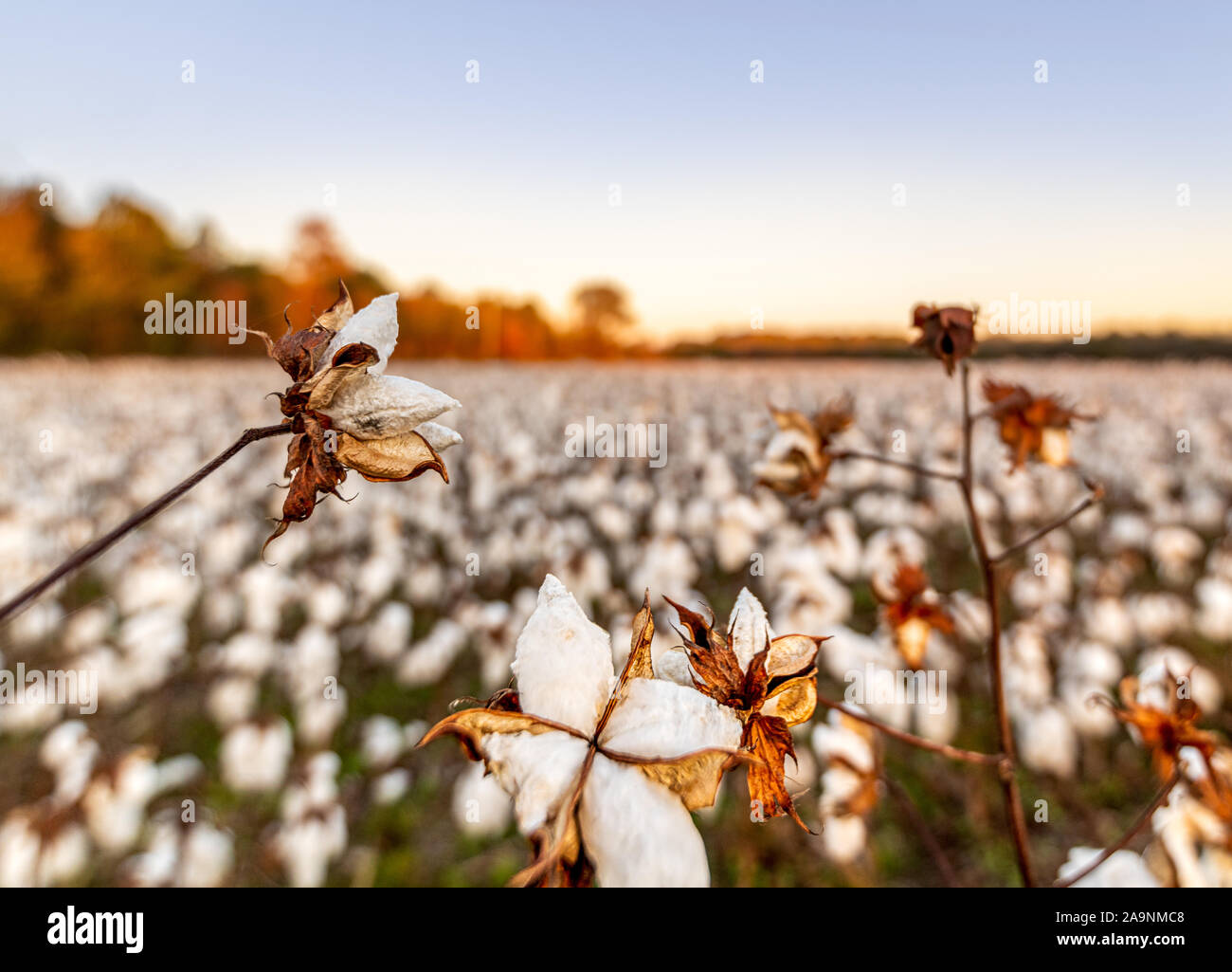 Suffolk virginia hi-res stock photography and images - Alamy