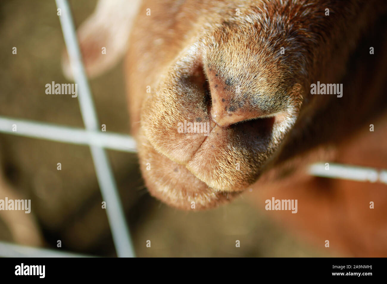 Macro (up close) image of a goat sticking it's nose through a fence ...