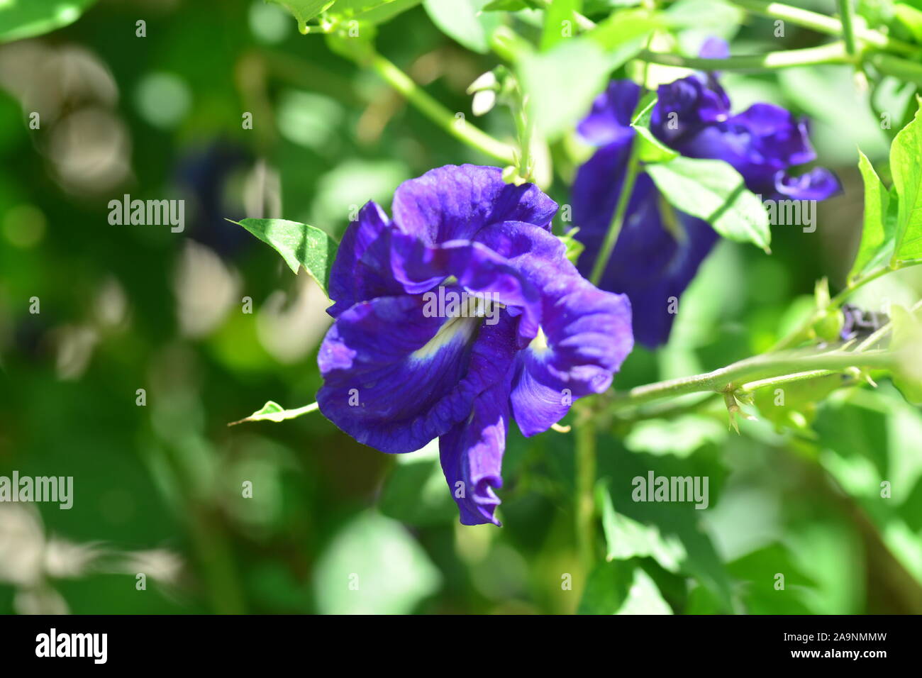 Asian pigeonwings leaves hi-res stock photography and images - Alamy