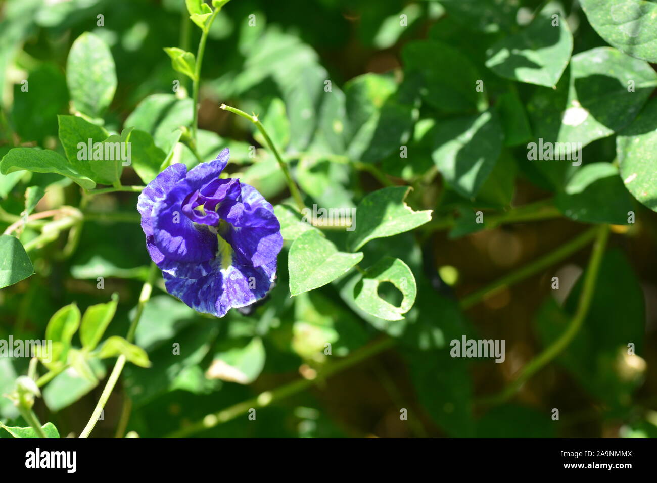 Asian pigeonwings leaves hi-res stock photography and images - Alamy