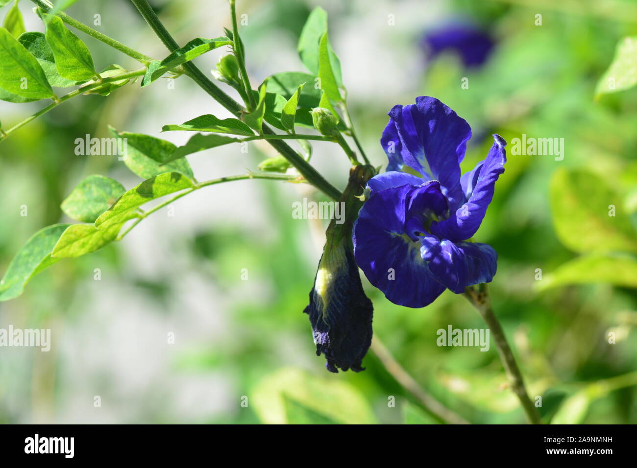 Asian pigeonwings or Butterfly pea Stock Photo - Alamy