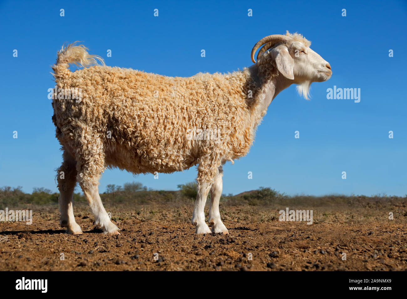 An angora goat on a rural African free-range farm Stock Photo - Alamy